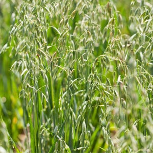 Organic Oats Seeds (avena Sativa) – 400+ Seeds for Grain Production ...