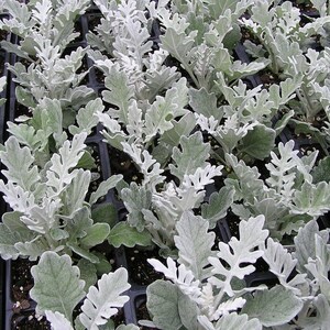 Organic Dusty Miller 'new Look' Seeds (jacobaea Maritima) – Soft ...