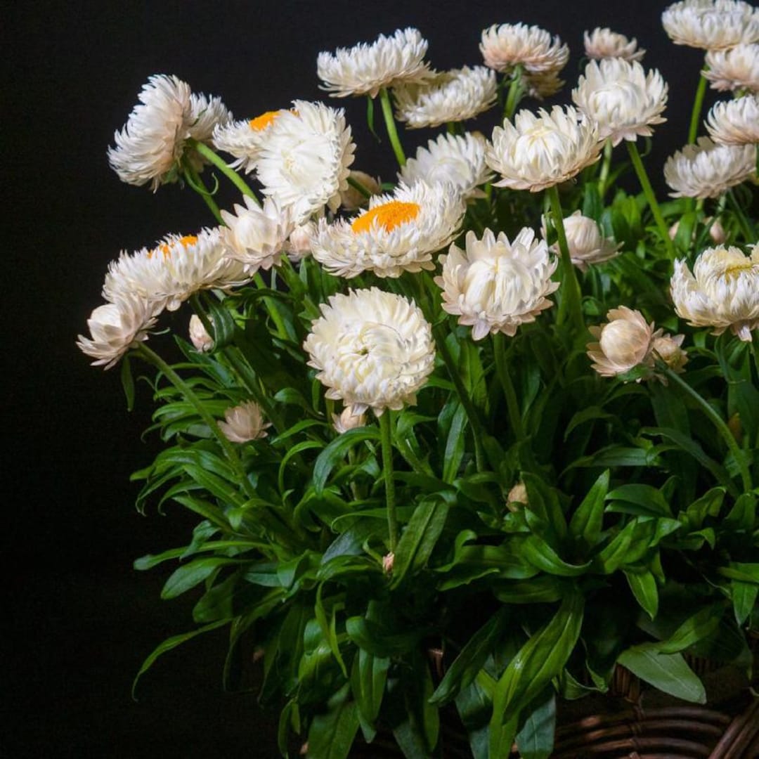 Bracteantha Granvia White Plant Plug xerochrysum Bracteatum 'granvia ...