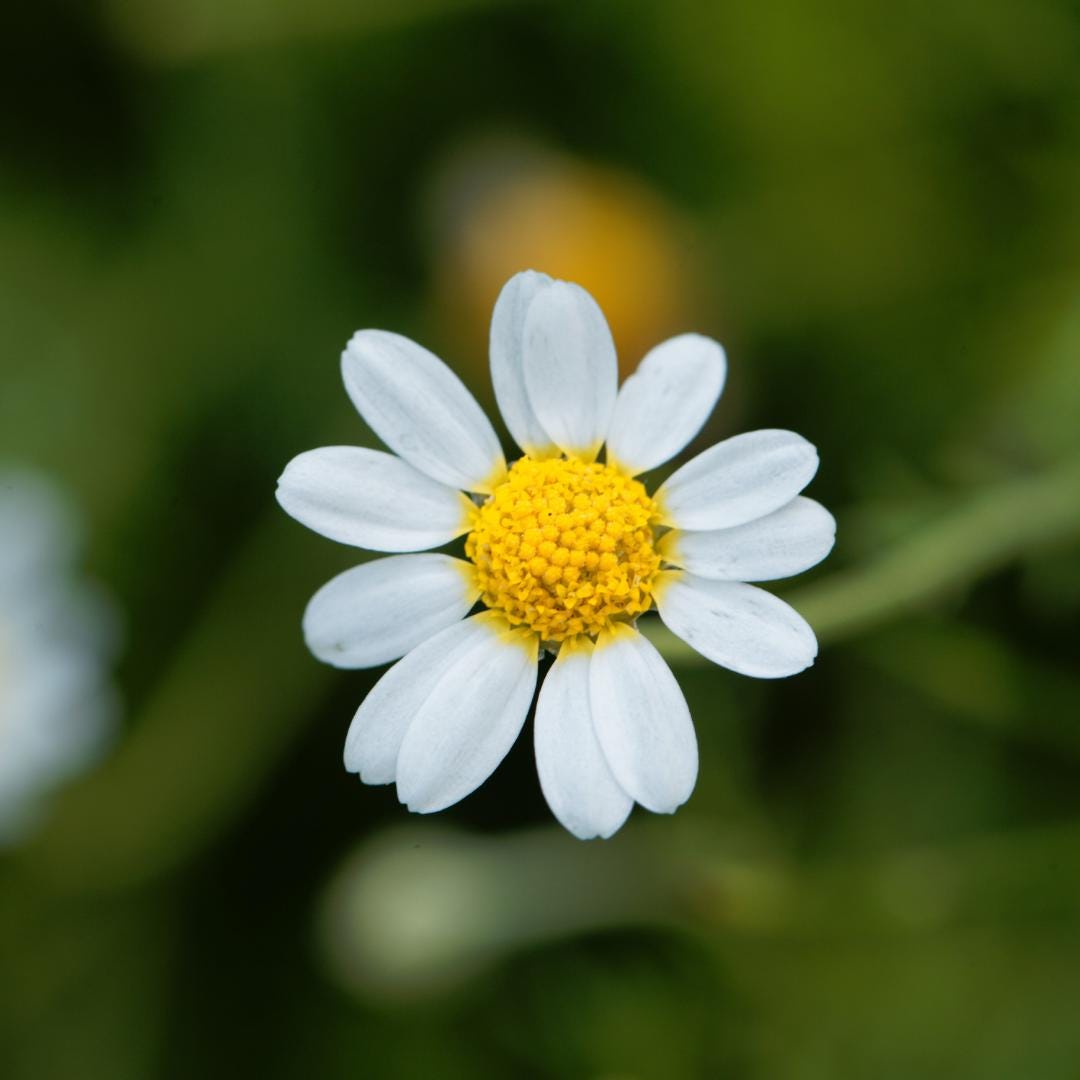 Organic Roman Chamomile Seeds chamaemelum Nobile 300 Seeds for Herbal ...