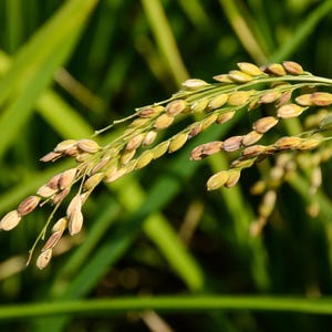 Organic Long Grain Rice Seeds (oryza Sativa) – High-yielding, Staple ...
