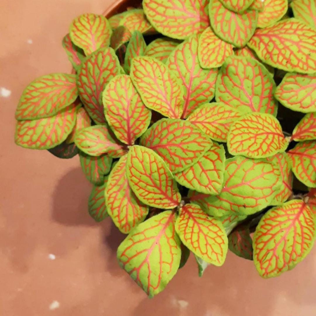 Fittonia Skeleton fittonia Albivenis Bright Red Veins on Light Green ...