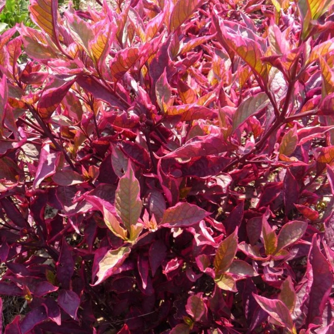 Alternanthera Red Plant Plug (alternanthera Dentata 'red') – Vibrant ...