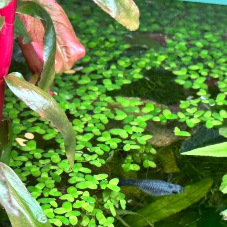 Duckweed lemna Minor 25-50 Live Floating Plants for Aquariums, Ponds ...