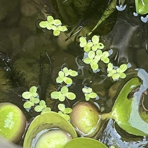 Duckweed lemna Minor 25-50 Live Floating Plants for Aquariums, Ponds ...