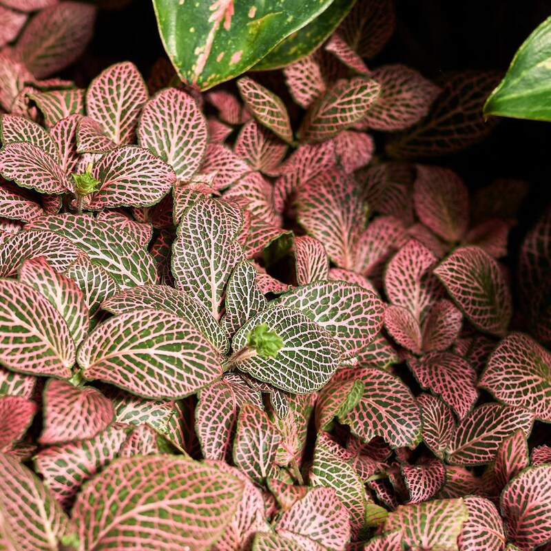 Fittonia - Etsy