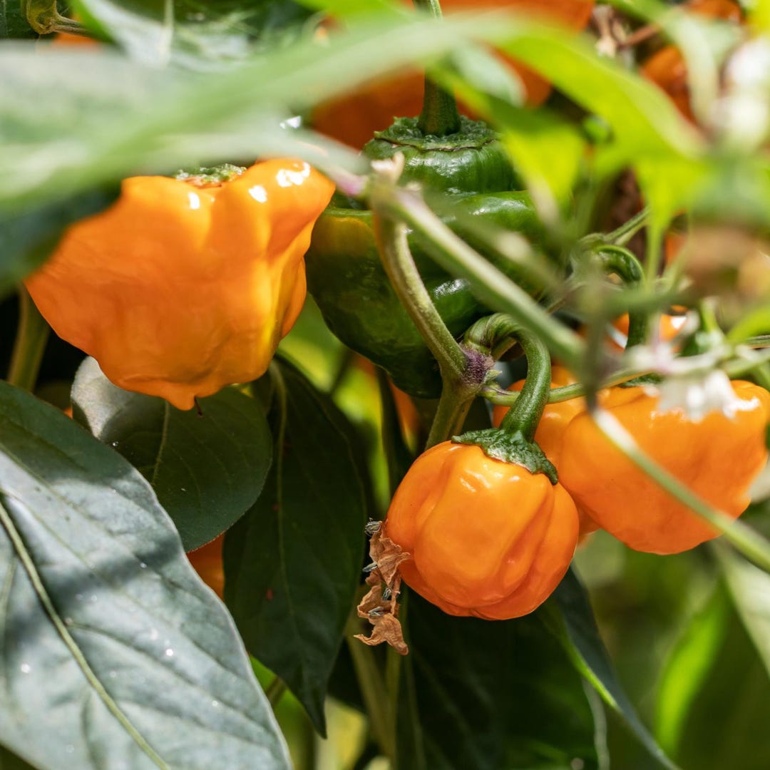 Organic Jamaican Hot Yellow Pepper Seeds (capsicum Annuum) – Very Hot ...