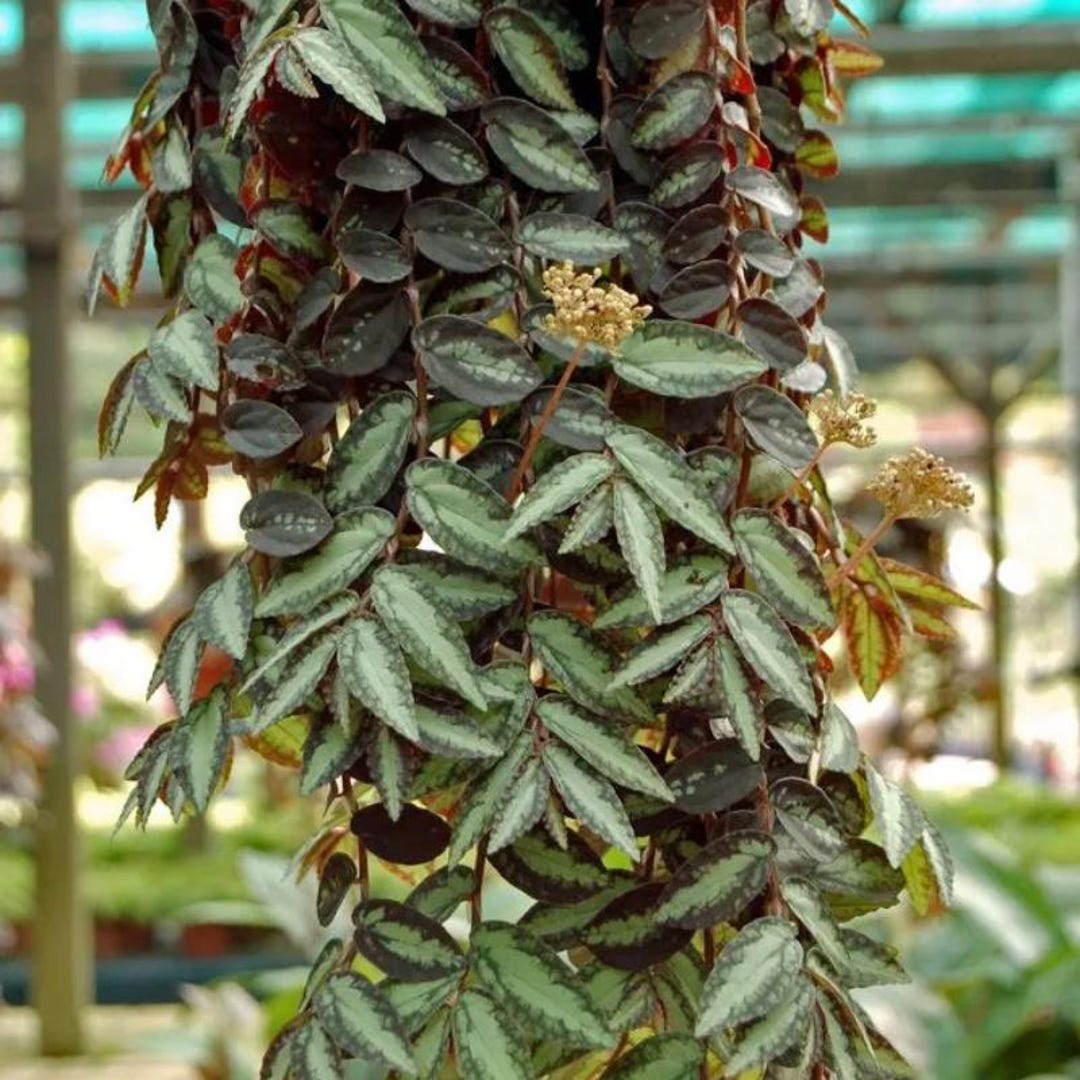 Pellionia Watermelon Plant Plug (pellionia Repens) – Trailing Plant ...