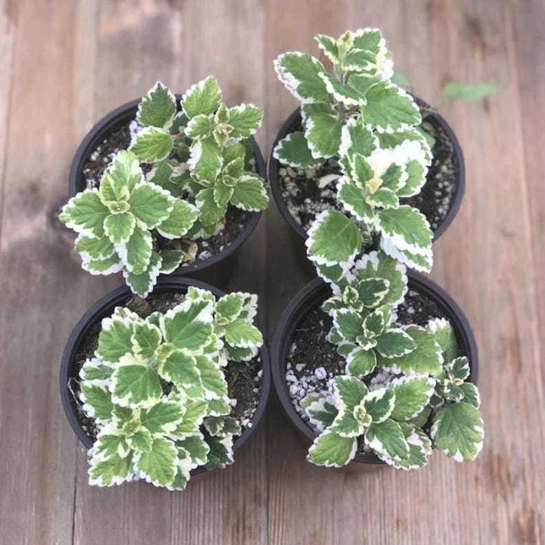 Swedish Ivy Mint Plectranthus Plant Plug plectranthus Tomentosa 'mint ...