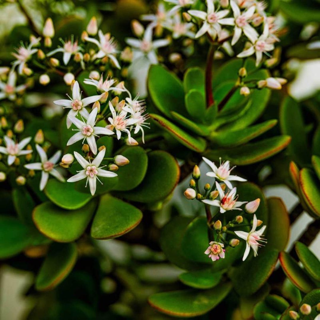 Crassula Ovata Plant Plug (crassula Ovata) – Easy-care Succulent With ...