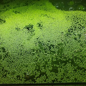 Duckweed lemna Minor 25-50 Live Floating Plants for Aquariums, Ponds ...