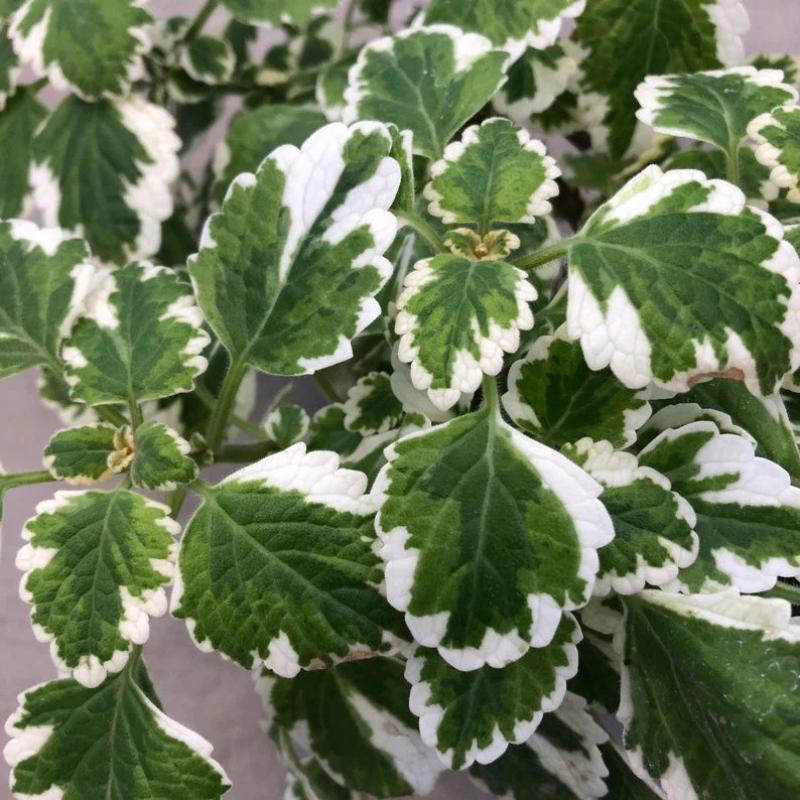 Swedish Ivy Mint Plectranthus Plant Plug plectranthus Tomentosa 'mint ...