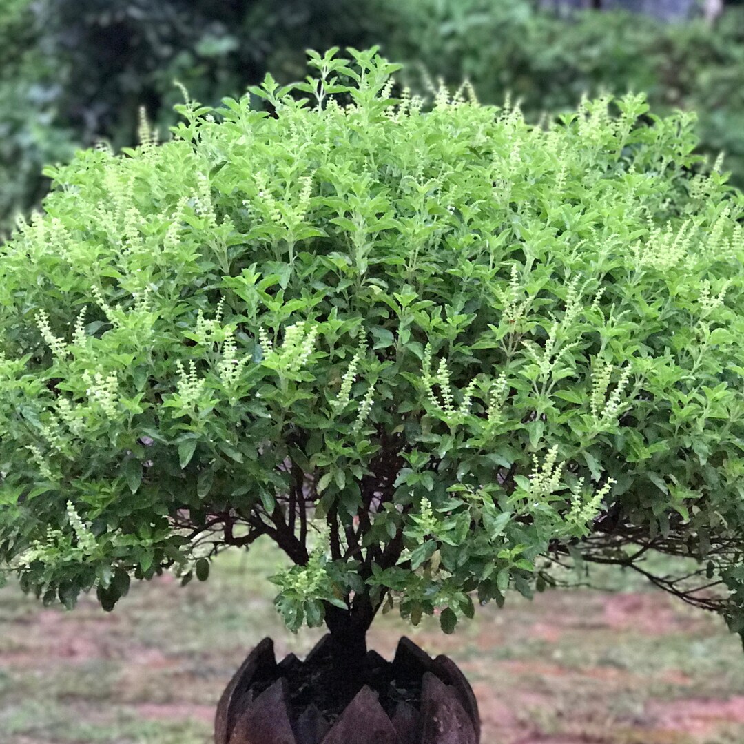 Organic Holy Basil Seeds ocimum Tenuiflorum, Formerly Ocimum Sanctum 50 ...