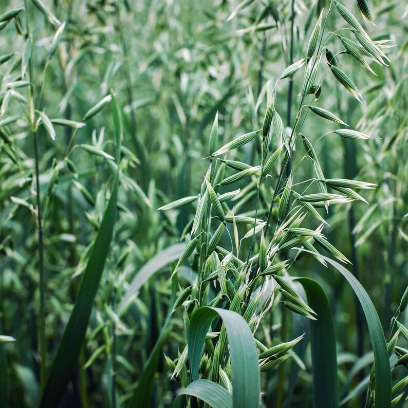 Organic Oats Seeds avena Sativa 400 Seeds for Grain Production, Cover ...