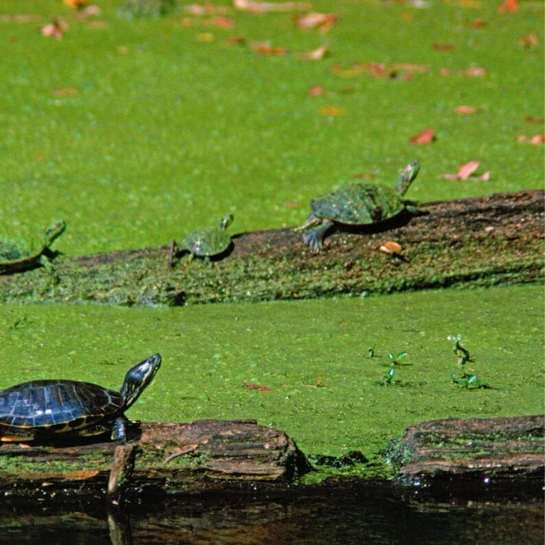 Duckweed lemna Minor 25-50 Live Floating Plants for Aquariums, Ponds ...