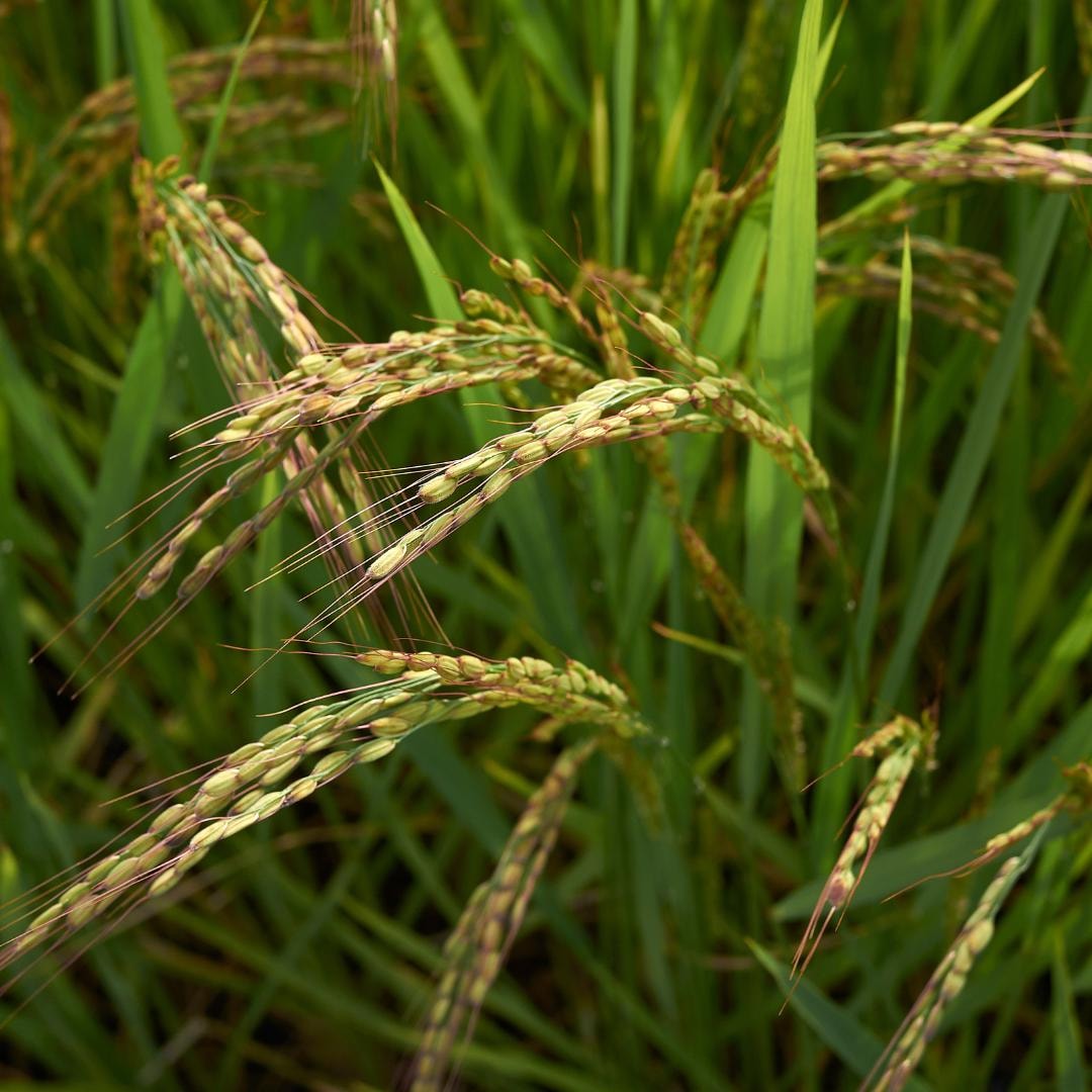 Organic Long Grain Rice Seeds (oryza Sativa) – High-yielding, Staple ...