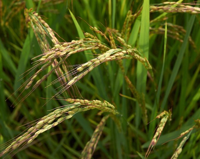 Organic Long Grain Rice Seeds (oryza Sativa) – High-yielding, Staple ...