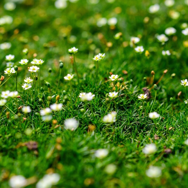 Sagina, Pearlwort sagina Subulata Dense, Moss-like Ground Cover, Tiny ...
