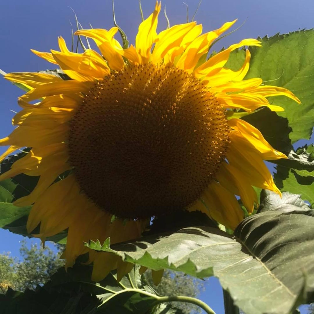 Organic Mammoth Russian Sunflower Seeds helianthus Annuus Giant Blooms ...