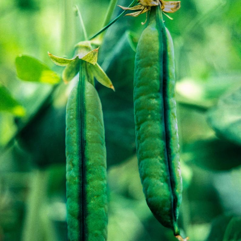 Organic Field Pea Seeds (pisum Sativum Horizon) – 150+ Seeds for Cover ...