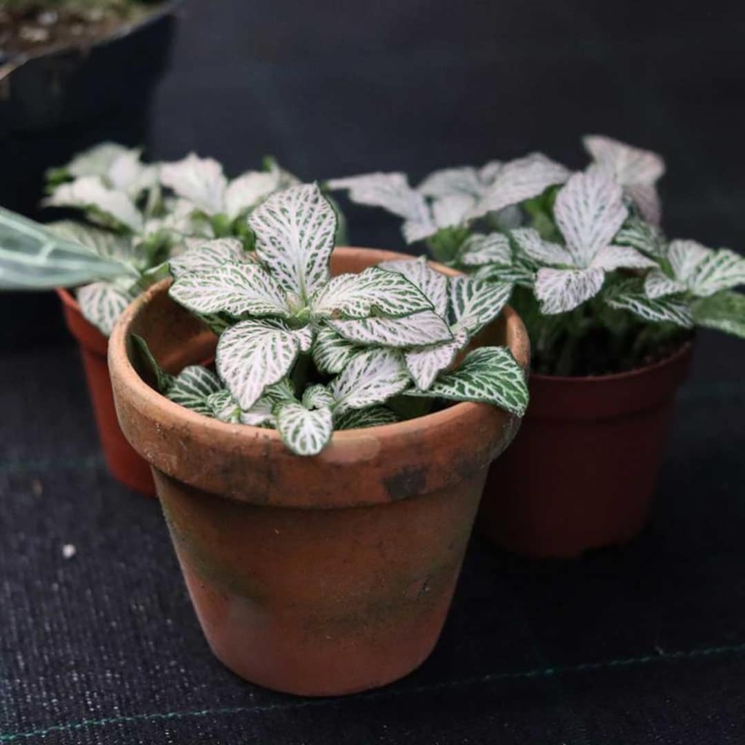 Purple Snow Anne Fittonia Plant Plug (fittonia Albivenis 'purple Snow ...