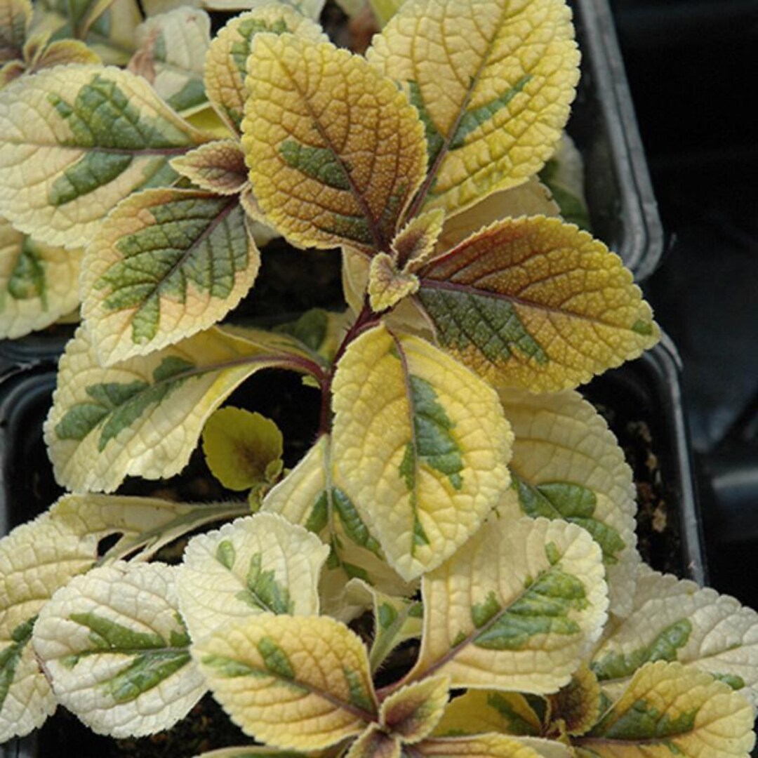 Swedish Ivy Gold Plant Plug (plectranthus Ciliatus) – Upright Growth ...