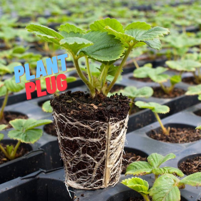 Swedish Ivy Mint Plectranthus Plant Plug plectranthus Tomentosa 'mint ...