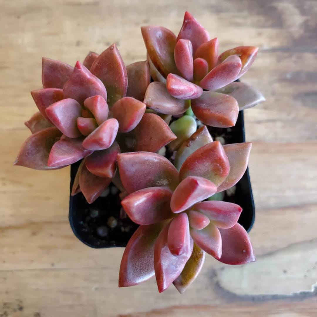Graptosedum Vera Higgins Plant Plug (graptosedum 'vera Higgins ...