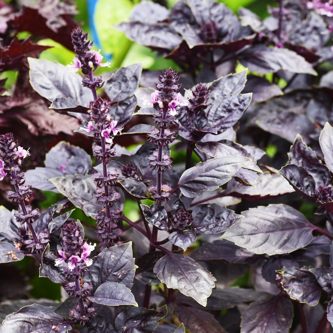 Organic Purple Dark Opal Basil Seeds ocimum Basilicum 'dark Opal' 50 ...