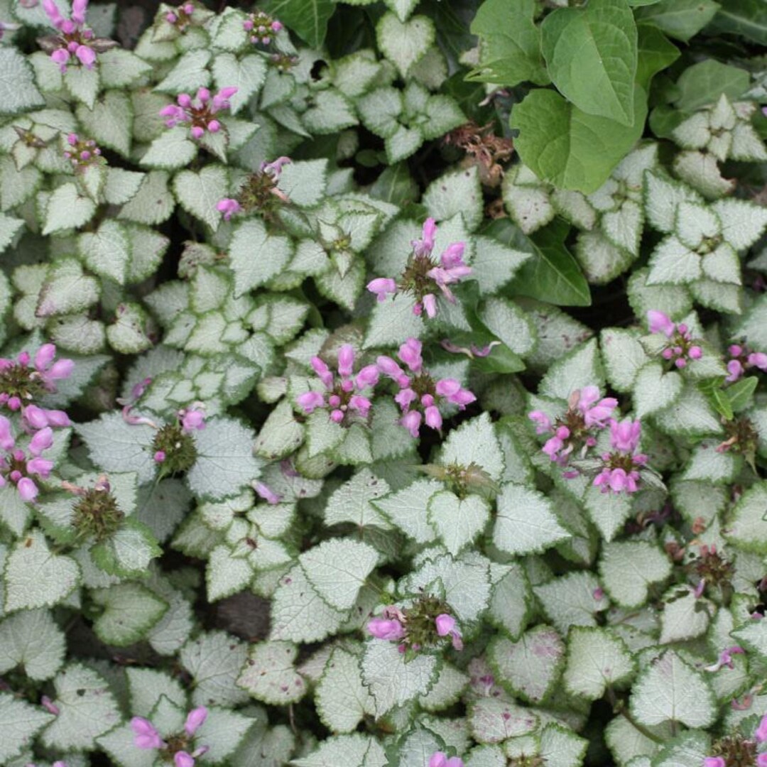 Lamium 'pink Pewter' Plant Plug lamium Maculatum 'pink Pewter' Low ...
