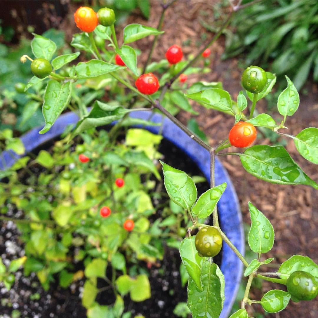 Chiltepin Pepper Seeds capsicum Annuum Var. Aviculare Wild and Hot ...