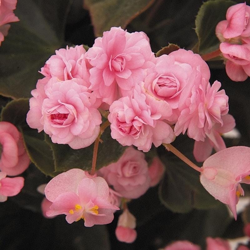 Pink Begonia - Etsy