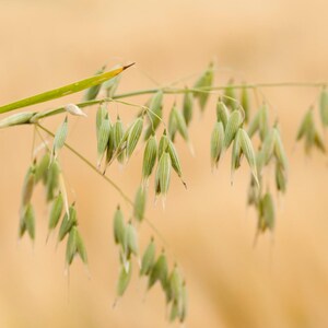 Organic Oats Seeds (avena Sativa) – 400+ Seeds for Grain Production ...