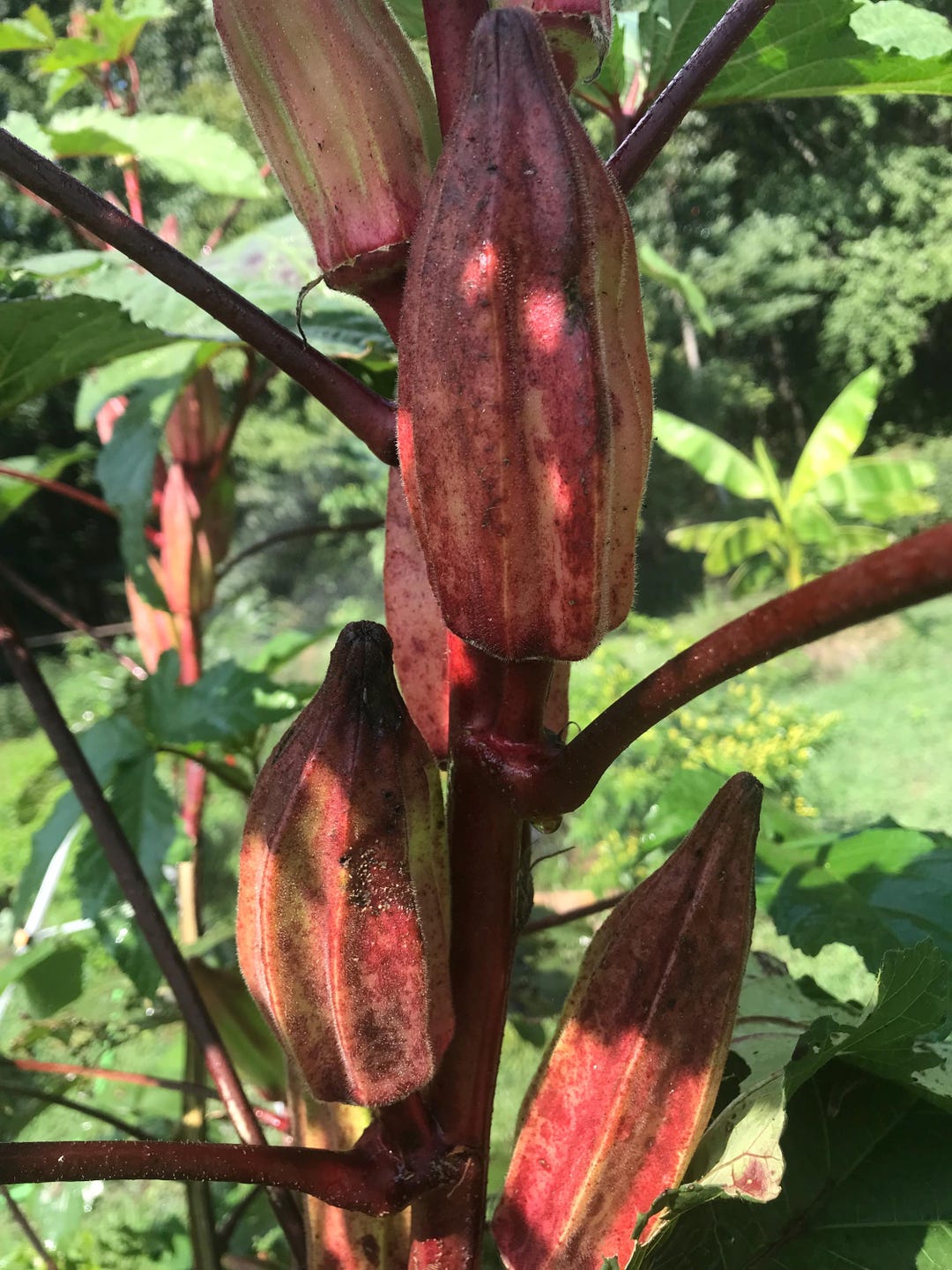 Hill Country Red Okra - Etsy