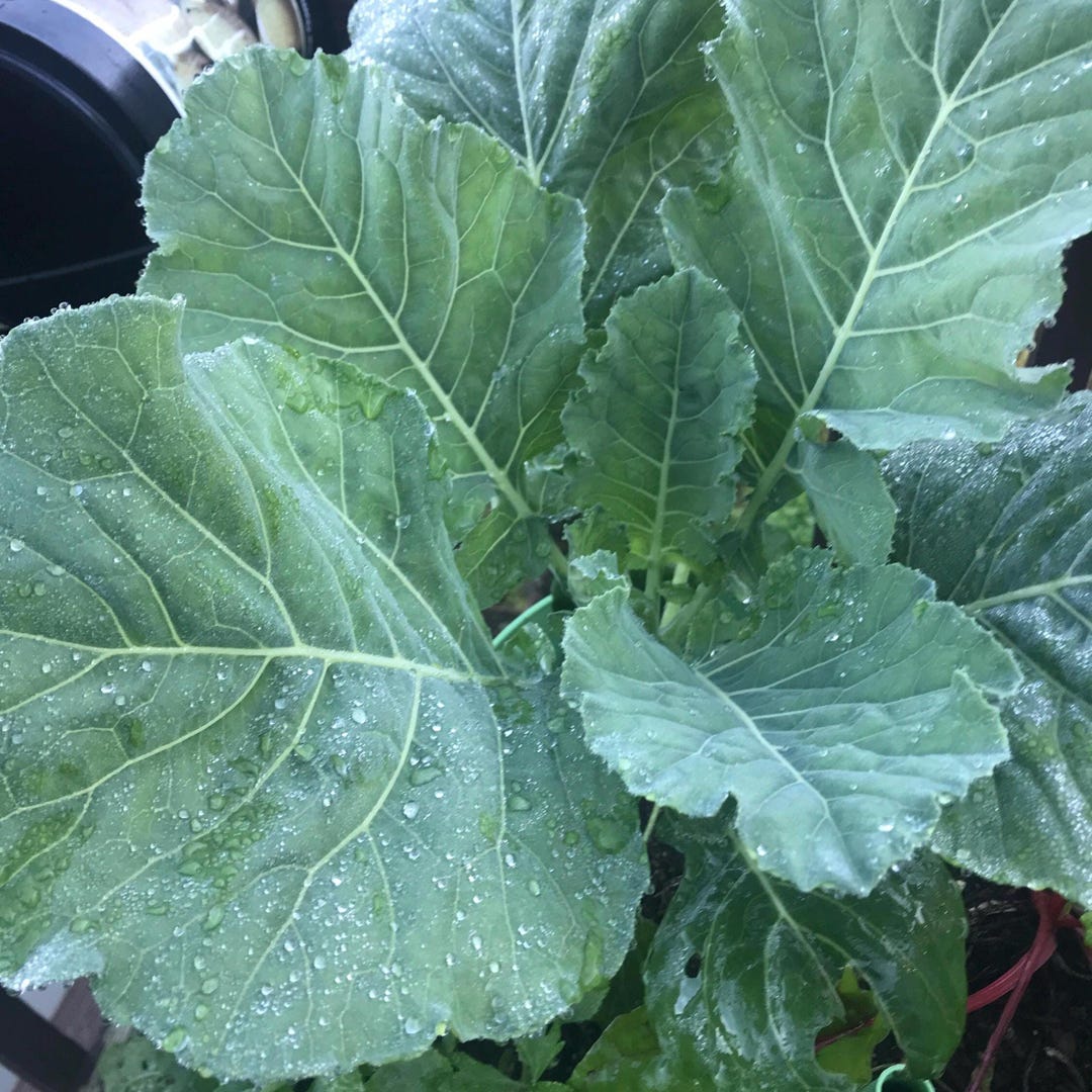 Collards Morris Heading - Etsy