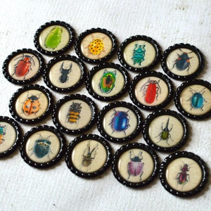 Insect Bottlecap Magnets- Bugs, Beetle, Lady Bug, Bee, Ant- Strong ...
