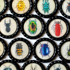 Insect Bottlecap Magnets- Bugs, Beetle, Lady Bug, Bee, Ant- Strong ...