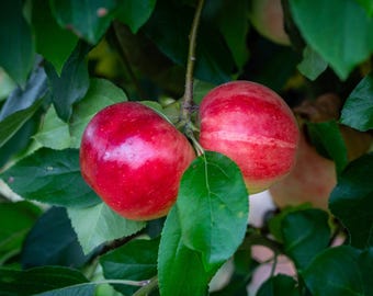 Frank P Matthews Apple Tree 'rosette™', 12L Container, MM106 Rootstock ...