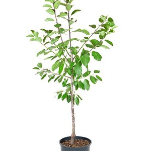 Frank P Matthews Gage Tree 'old Greengage', 12L Container, St Julien A ...
