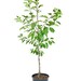 Frank P Matthews Gage Tree 'old Greengage', 12L Container, St Julien A ...