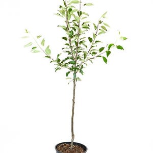 Frank P Matthews Apple Tree 'rosette™', 12L Container, MM106 Rootstock ...