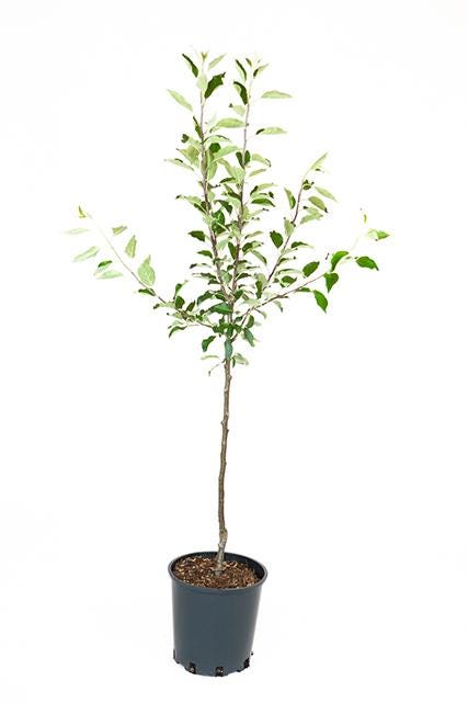 Frank P Matthews Apple Tree 'rosette™', 12L Container, MM106 Rootstock ...