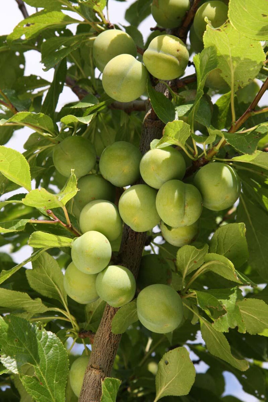 Frank P Matthews Gage Tree 'old Greengage', 12L Container, St Julien A ...