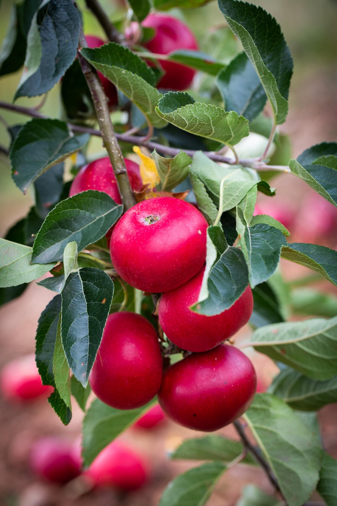 Frank P Matthews Apple Tree 'rosette™', 12L Container, MM106 Rootstock ...