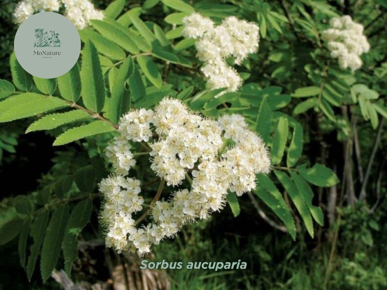 Sorbus Aucuparia Flower | Dried Rowan Flowers - Etsy
