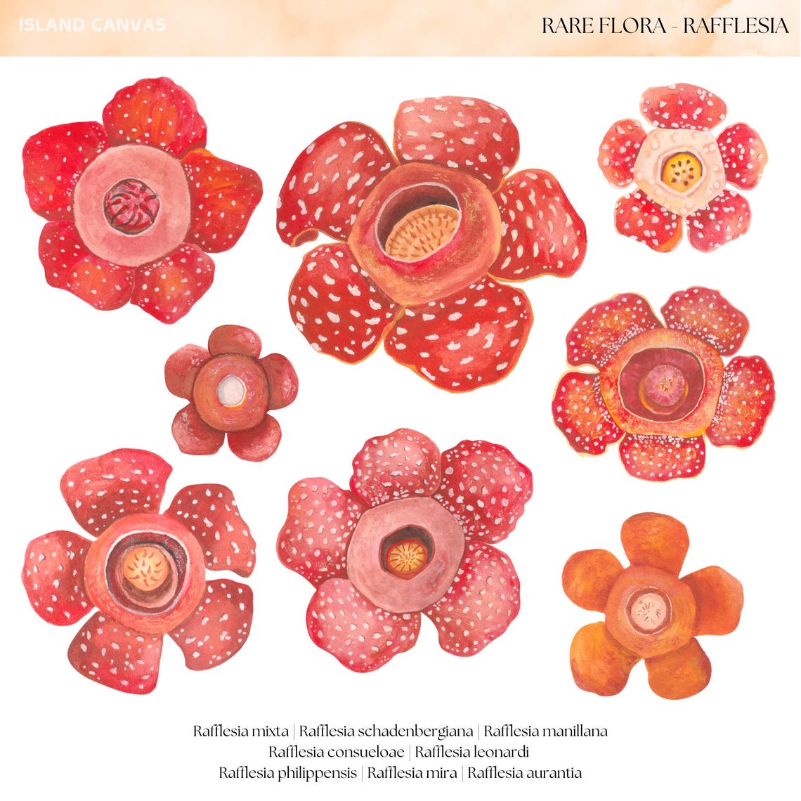 Watercolor Rafflesia Flowers Clip Art Pack | Hand-painted Floral ...