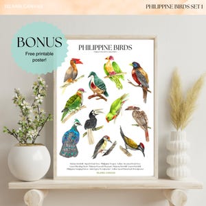 Watercolor Philippine Birds Clip Art Set 1 Hand-painted Bird ...
