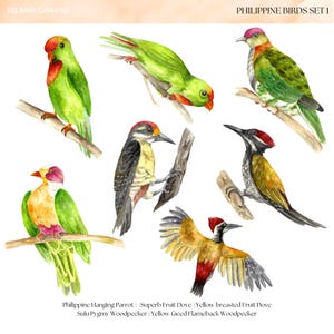 Watercolor Philippine Birds Clip Art Set 1 Hand-painted Bird ...