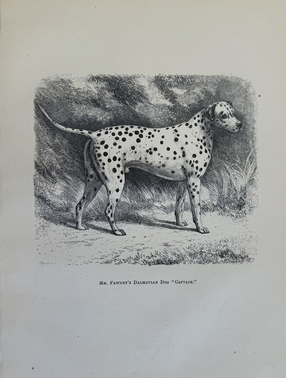 10 Different British Dog Breeds, Antique B&W Prints of Ancient Breeds ...