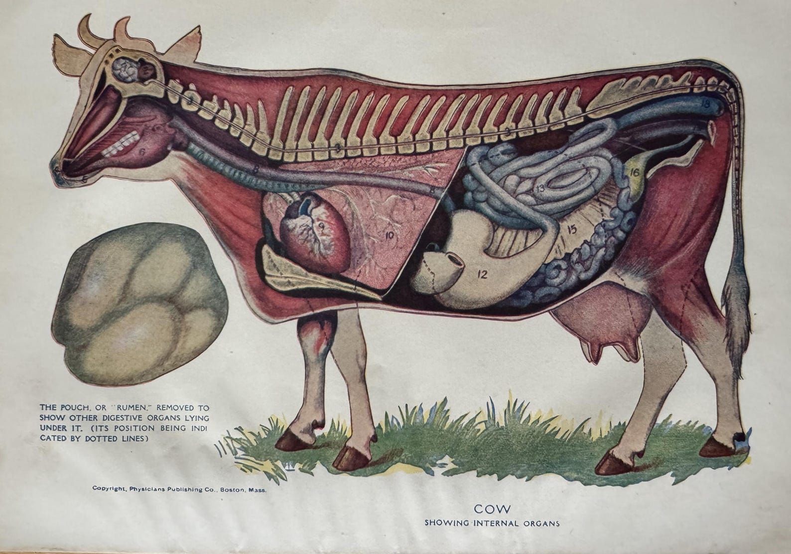 Antique Veterinary Lithographs: Early 1900s Animal Anatomy Prints - Etsy